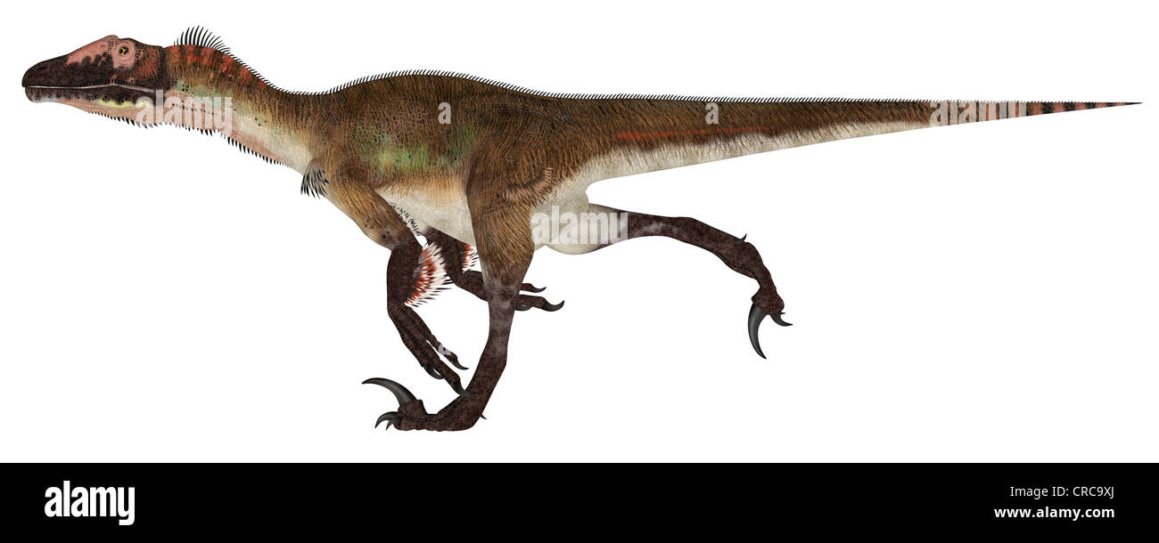 Illustration of a Utahraptor (dinosaur species) isolated on a white ...