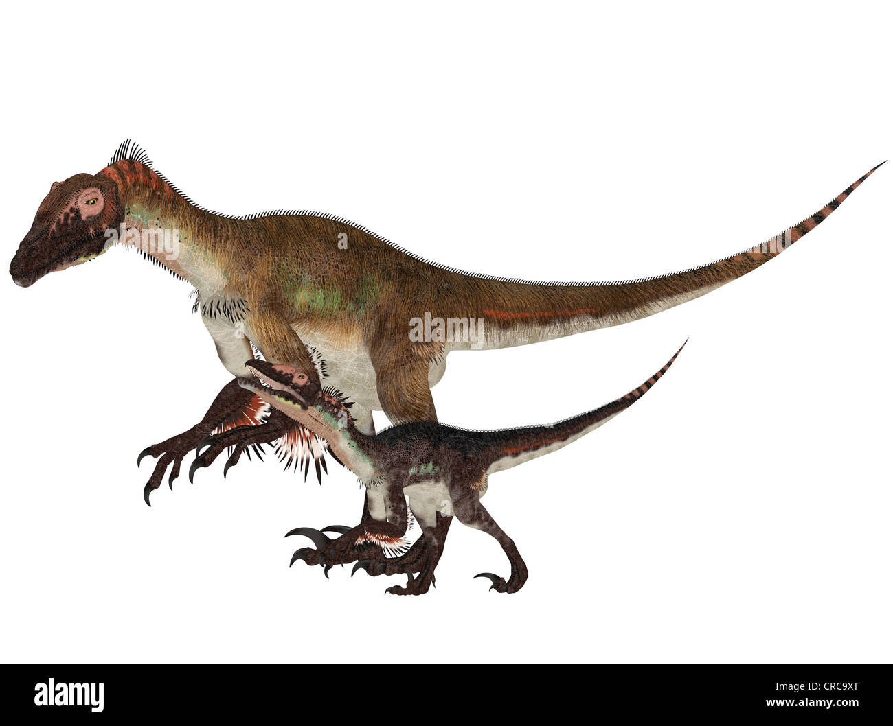 Illustration of an adult and a young Utahraptor (dinosaur species ...