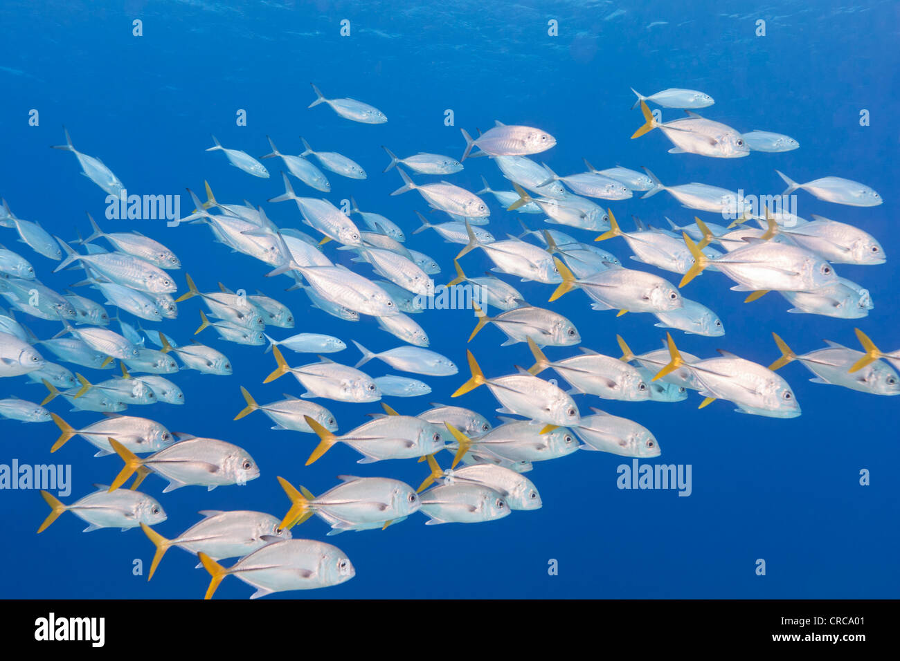 Horse-eye Jacks, underwater, fish, Turks & Caicos Stock Photo - Alamy