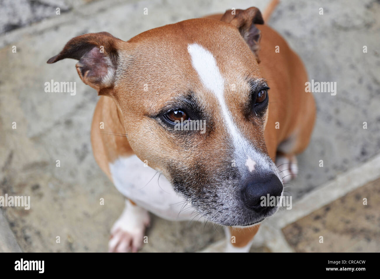 Staff dog hi-res stock photography and images - Alamy