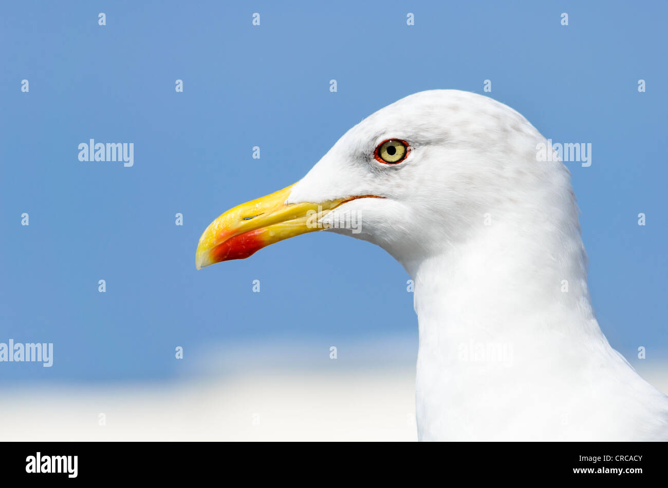 Portrait of a Yellow-legged Seagull (Larus michahellis) from the ...