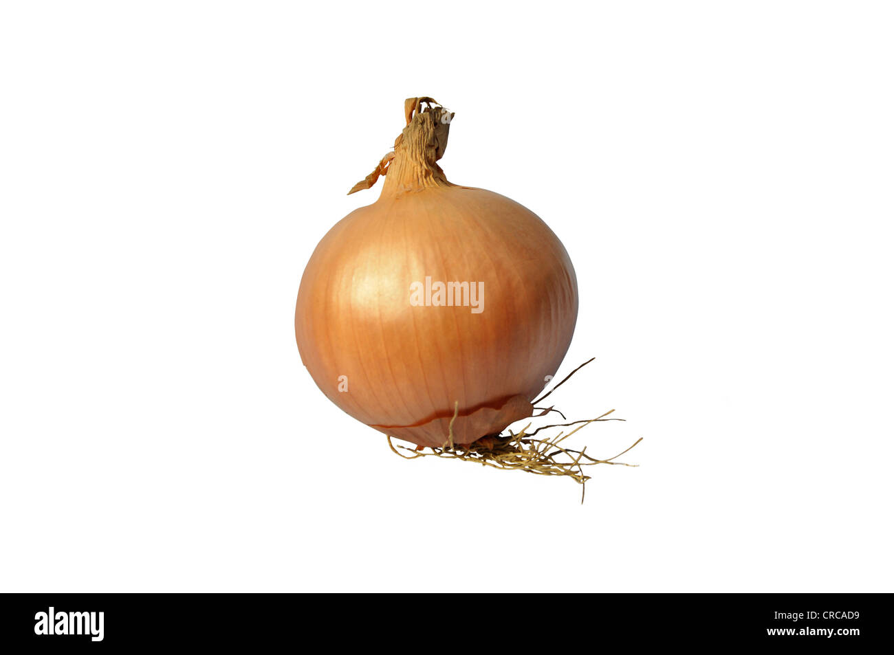 Picture of onion hi-res stock photography and images - Alamy