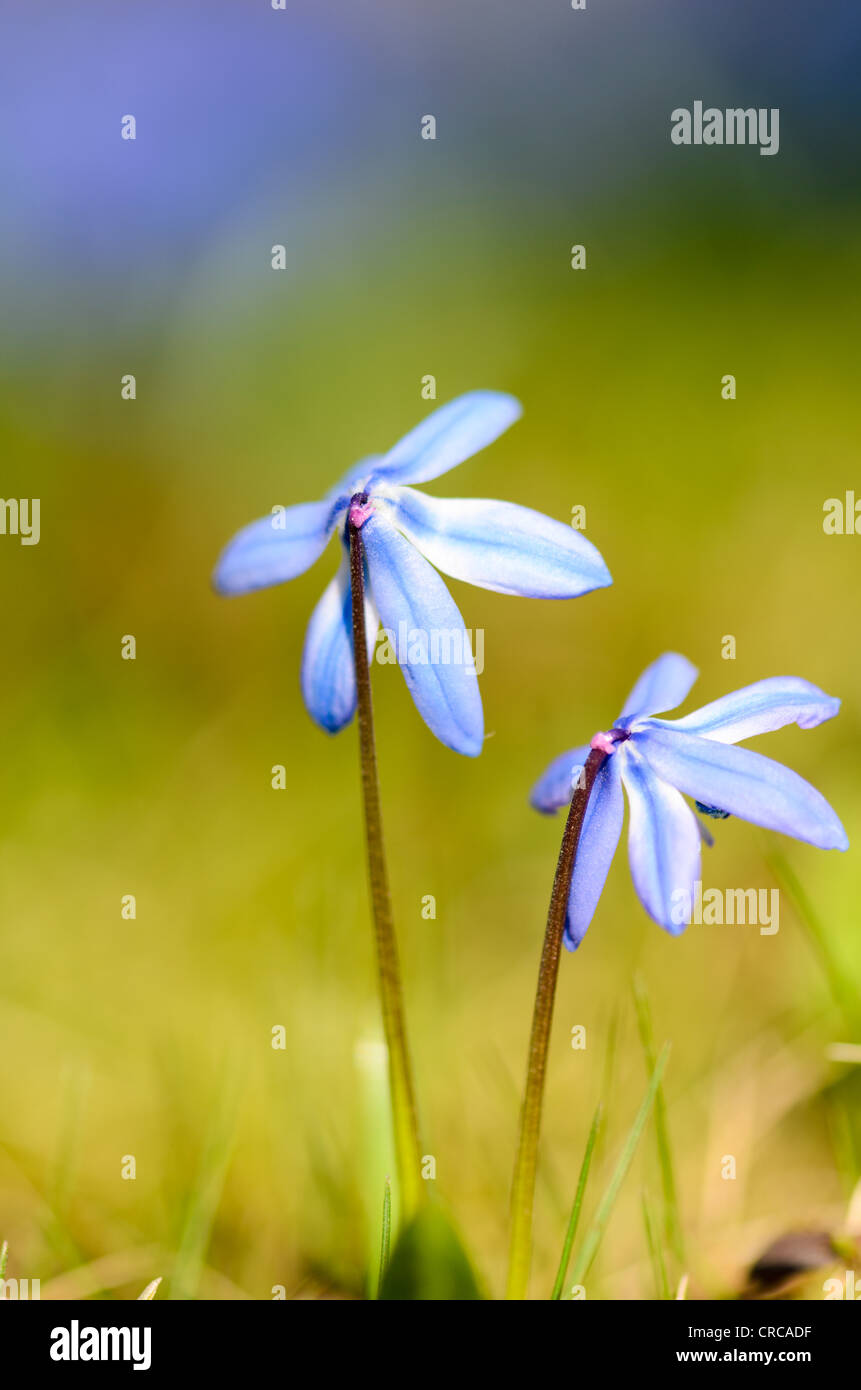 Two early spring Scilla flowers on a clean background Stock Photo - Alamy
