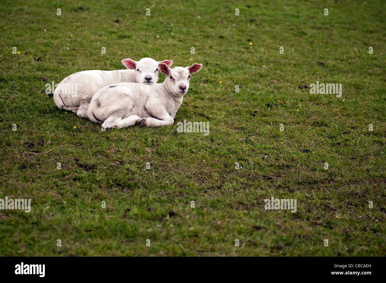 Two lambs in yorkshire field hi-res stock photography and images - Alamy
