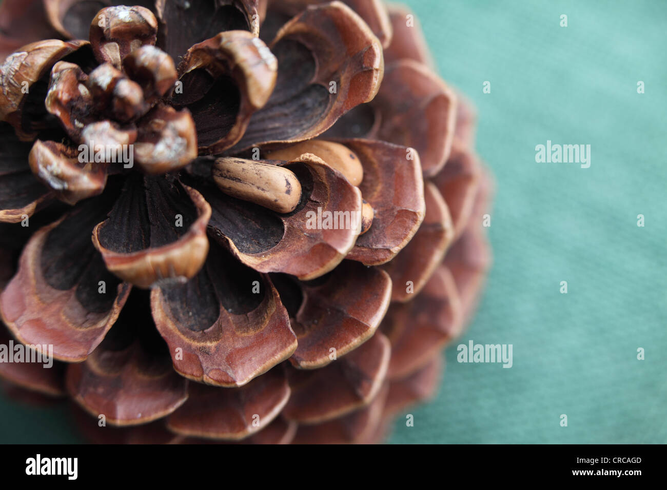 Cone shell hi-res stock photography and images - Alamy