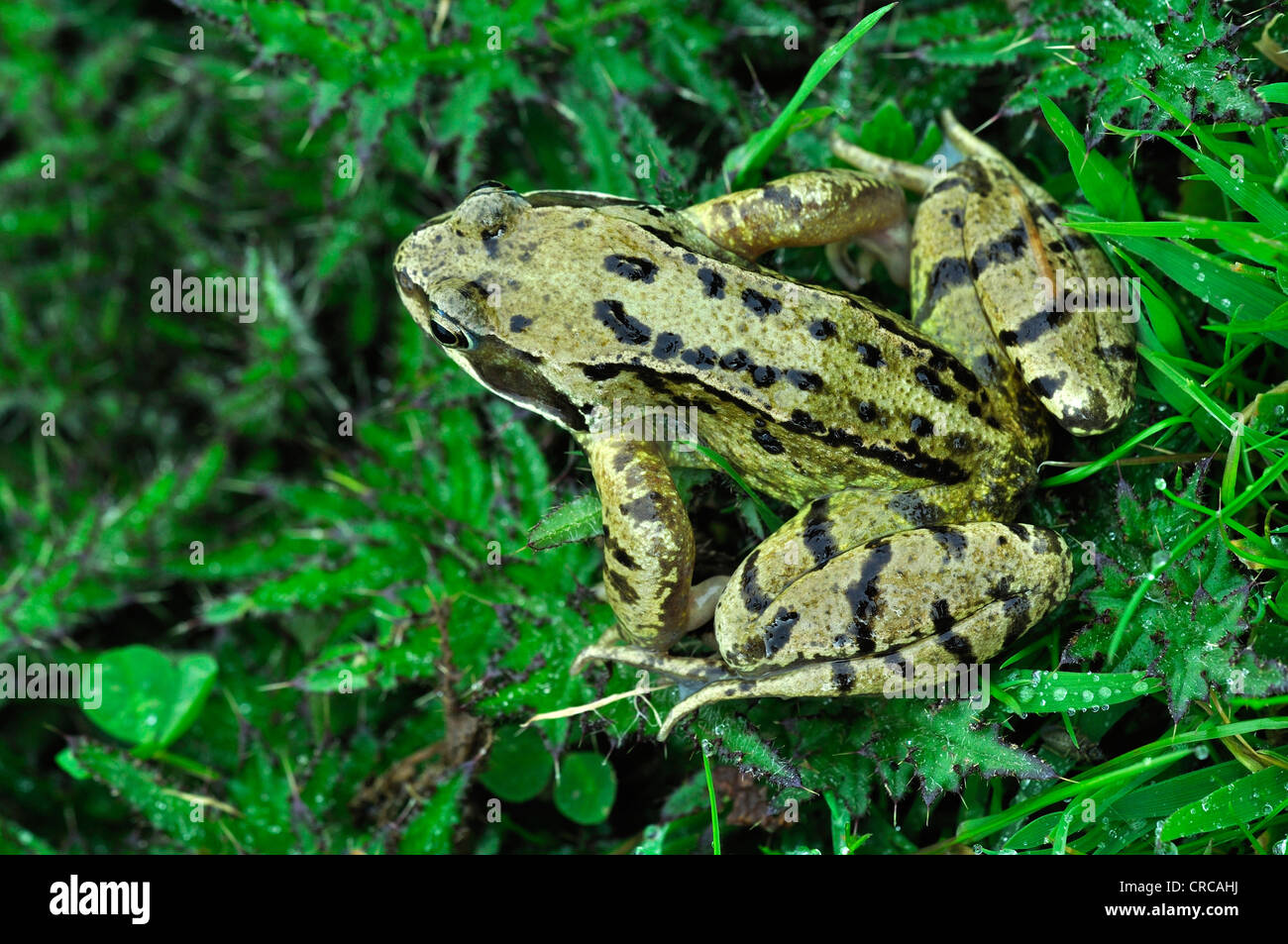 Common familiar visitor hi-res stock photography and images - Alamy