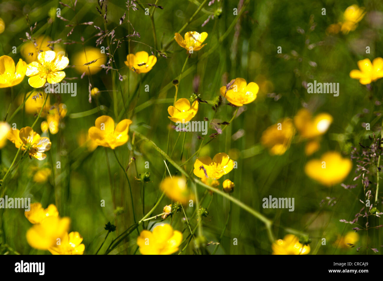 Buttercups hi-res stock photography and images - Alamy