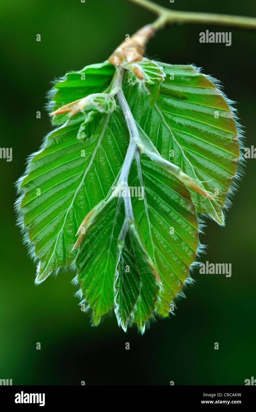 Beech tree leaves hi-res stock photography and images - Alamy