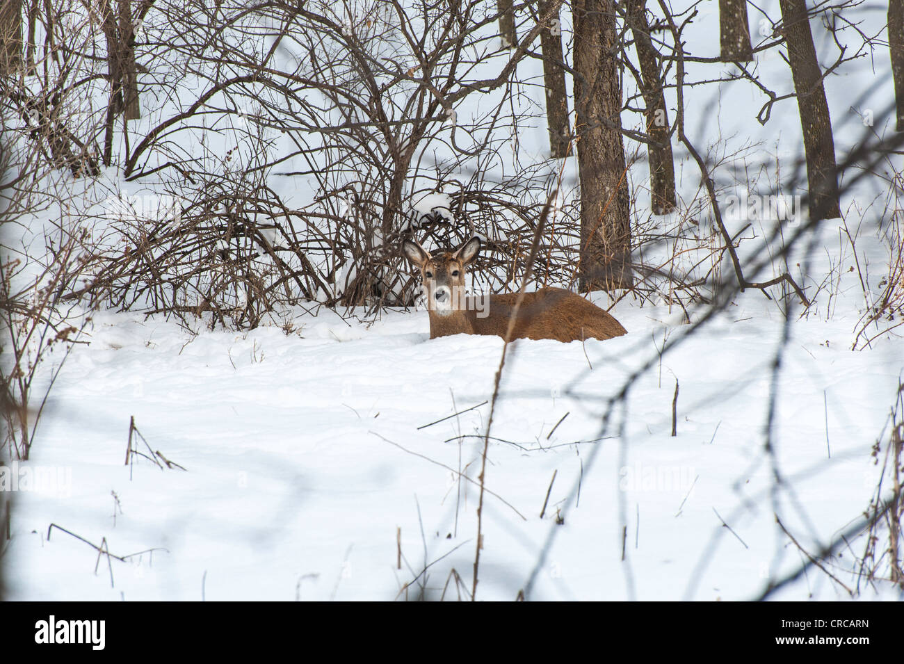 Young male (spike buck) white-tailed deer bedded in Christmas Snow ...