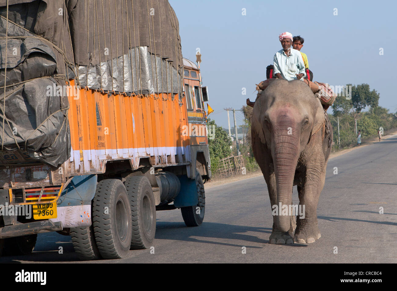 Working elephant shares the highway with a truck, Barpeta, Assam, India ...