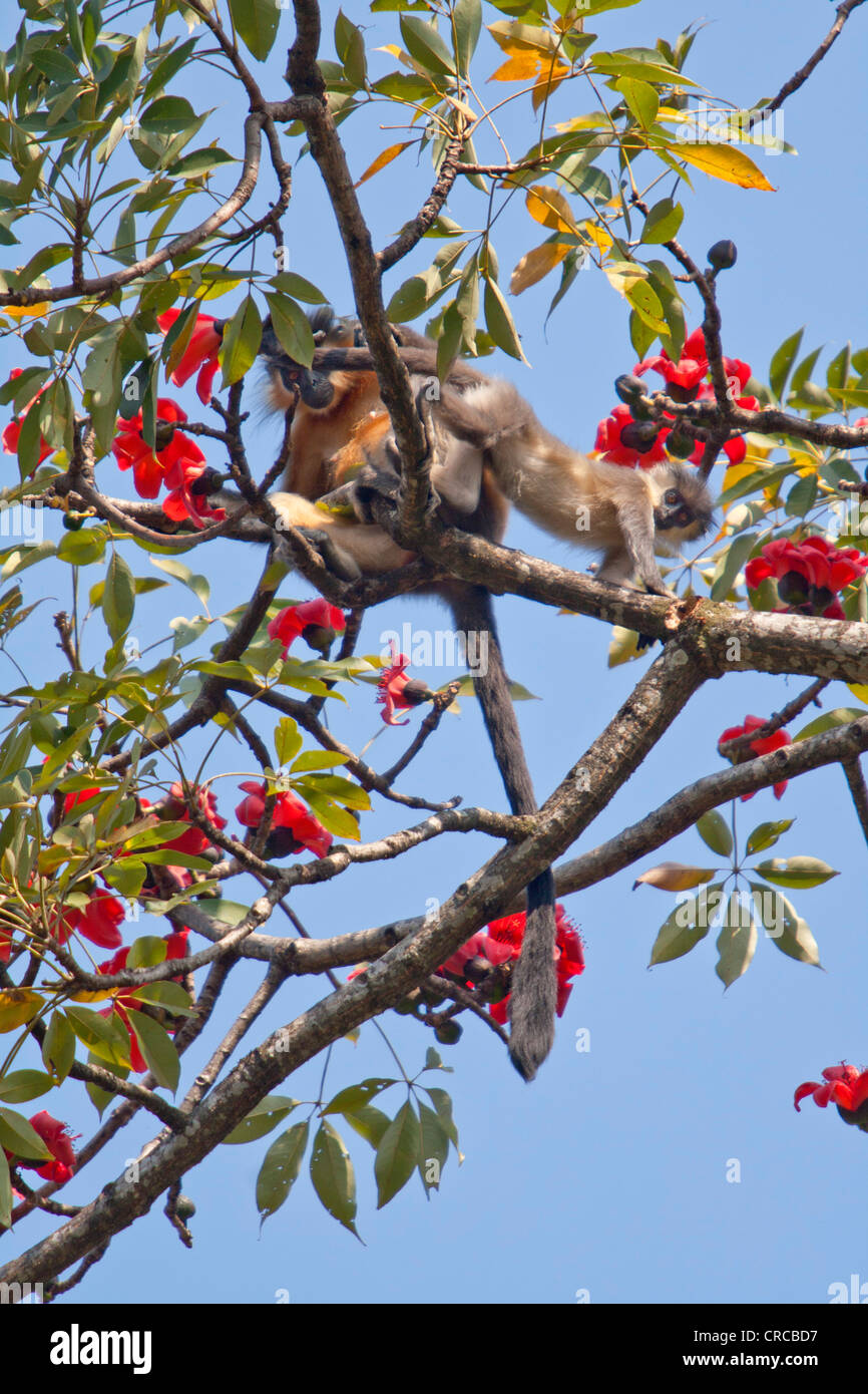 Capped langurs (Trachypithecus pileatus), Manas National Park, Assam ...