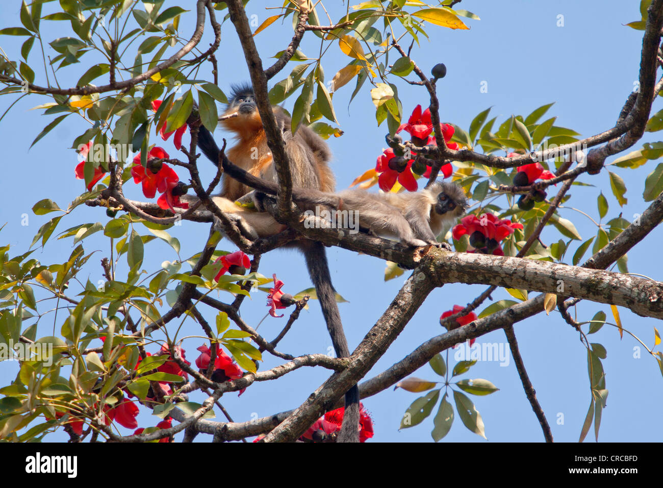 Capped langurs (Trachypithecus pileatus), Manas National Park, Assam ...