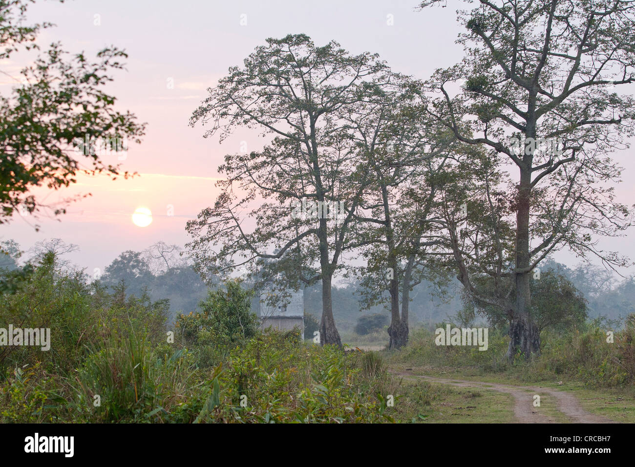 Sunset over the grasslands, Kaziranga National Park, Assam, India Stock ...