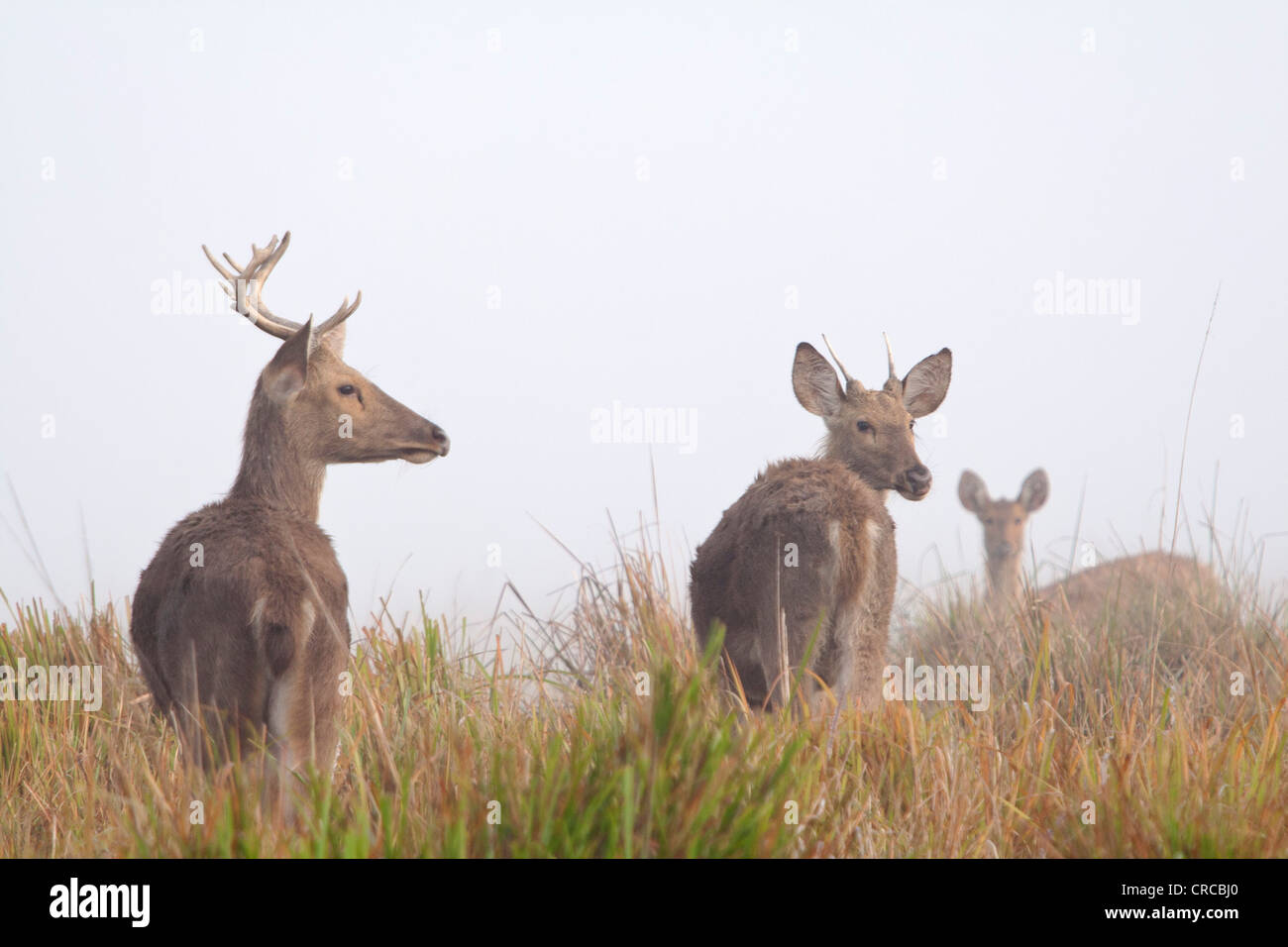 Swamp deer (Rucervus duvaucelii), Kaziranga National Park, Assam, India ...