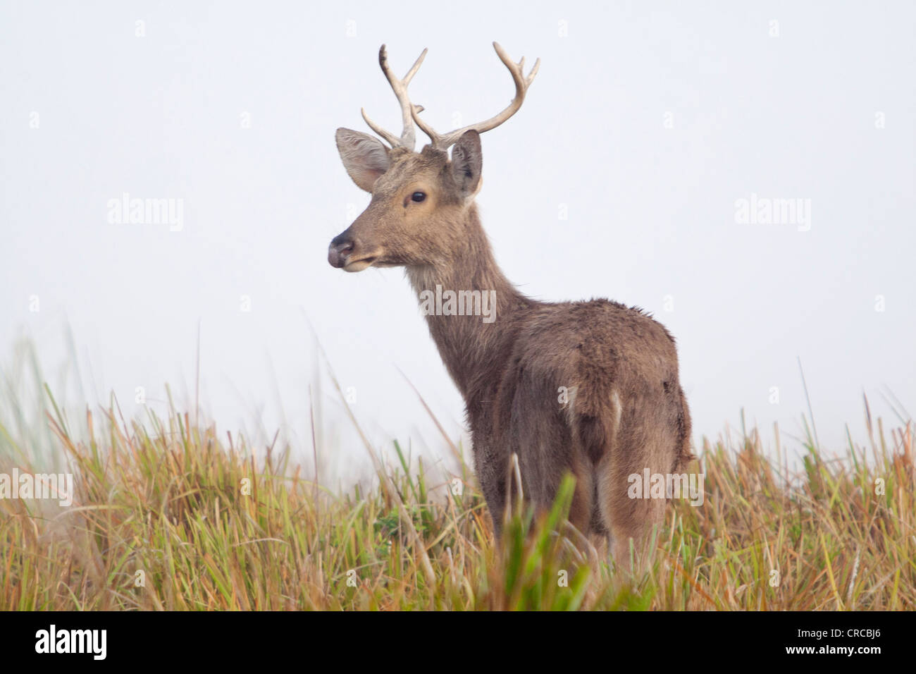 Swamp deer (Rucervus duvaucelii) stag, Kaziranga National Park, Assam ...