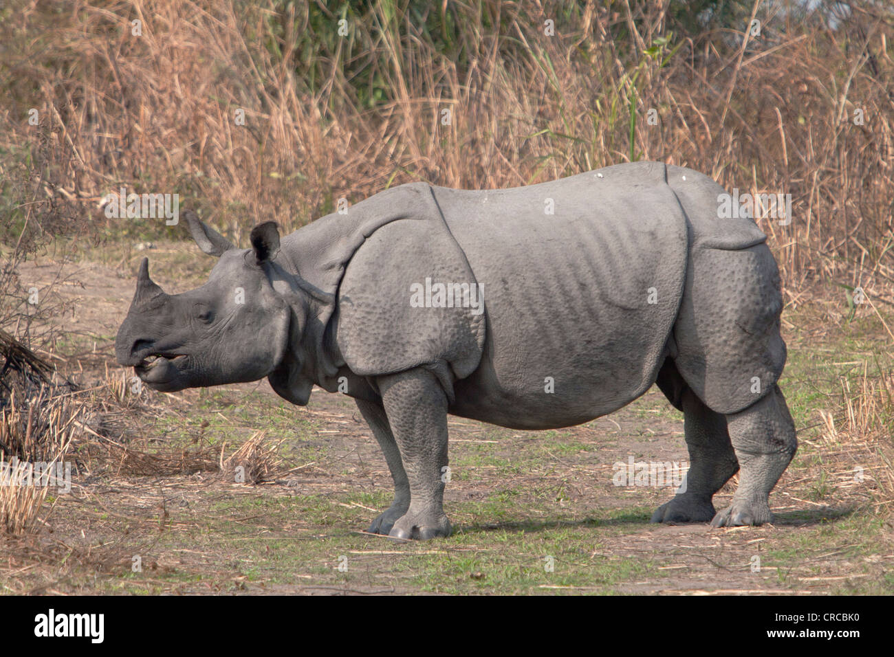 Great Indian one-horned rhinoceros (Rhinoceros unicornis), Kaziranga ...