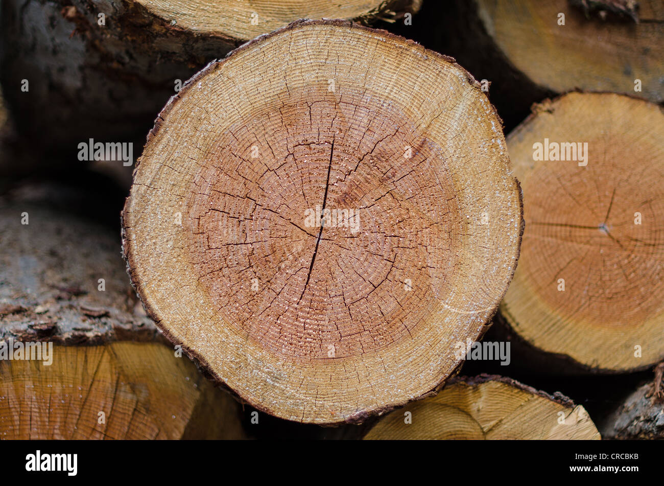 Stack of tree stump for background Stock Photo - Alamy