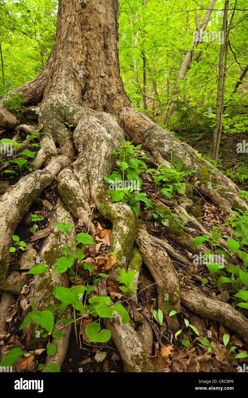 A tree with exposed roots surrounded by lush green foliage in the ...