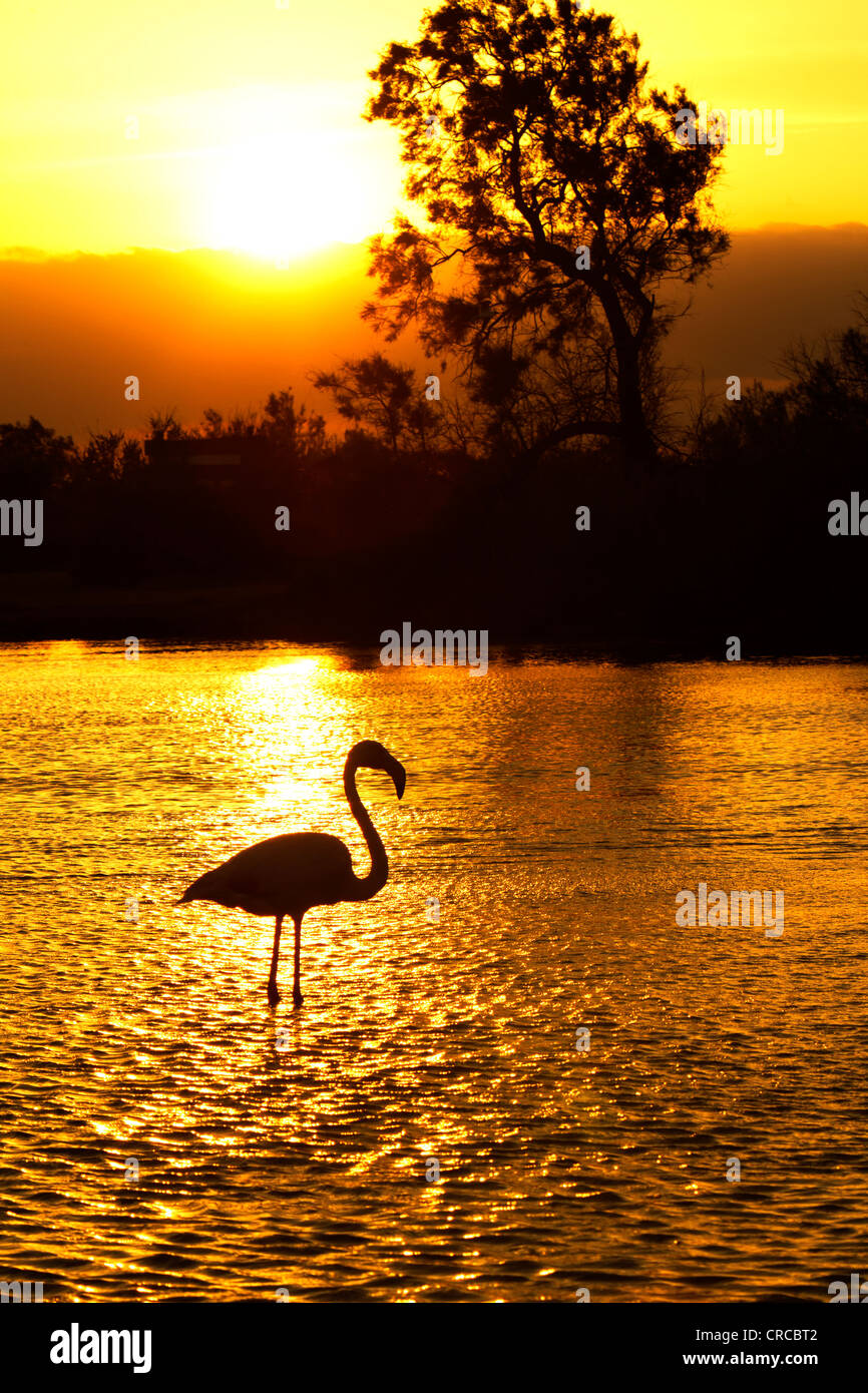 Flamingo at sunset hi-res stock photography and images - Alamy