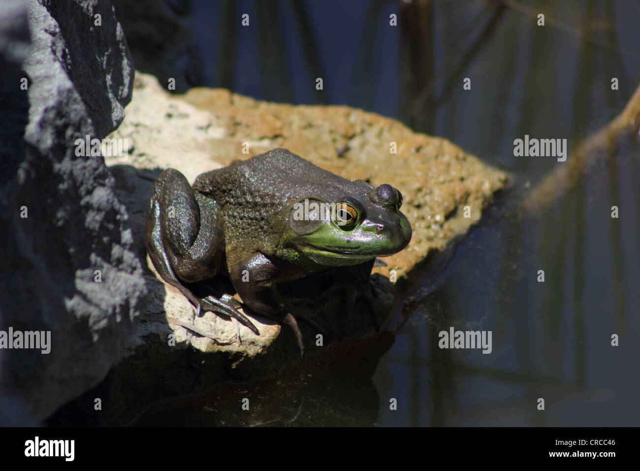 American bullfrog in pond hi-res stock photography and images - Alamy