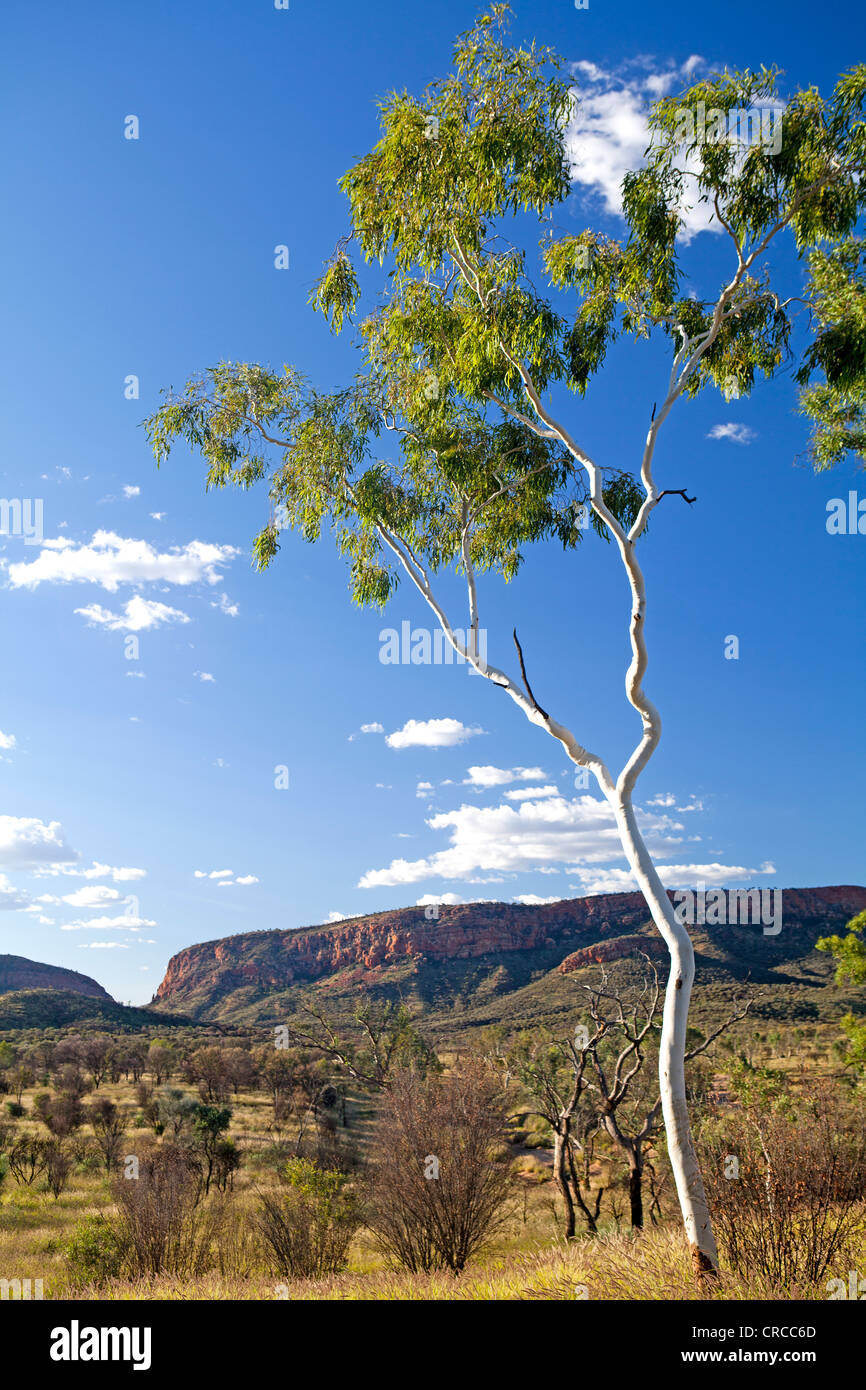 Ghost Gum Tree Desert High Resolution Stock Photography and Images - Alamy