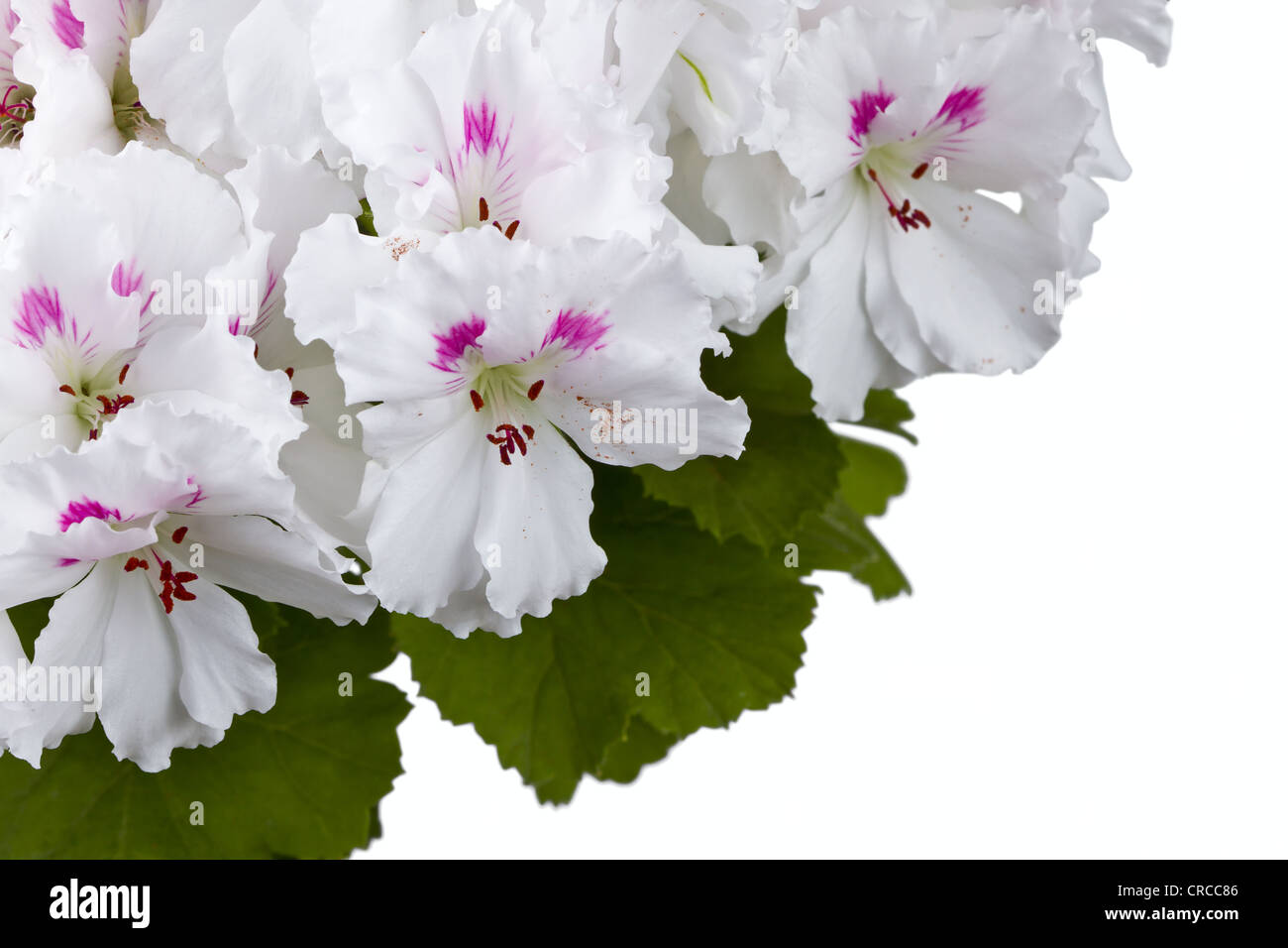 geranium flower isolated on a white background Stock Photo - Alamy