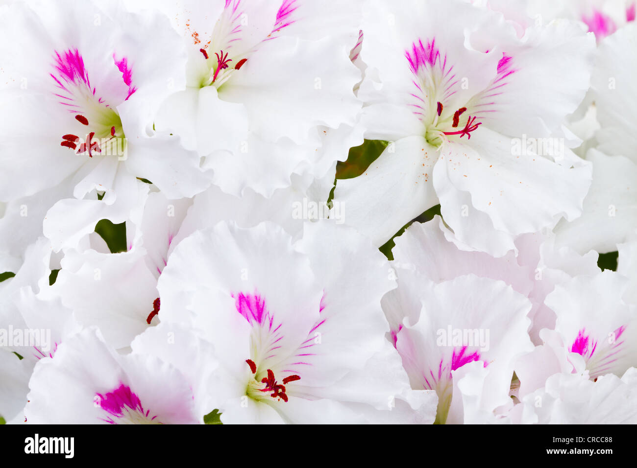 background from a geranium flower Stock Photo - Alamy