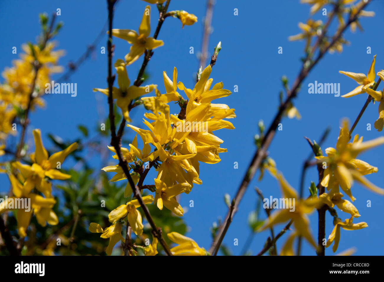 Yellow forsythia flowers (forsythia x intermedia) with blue sky in ...