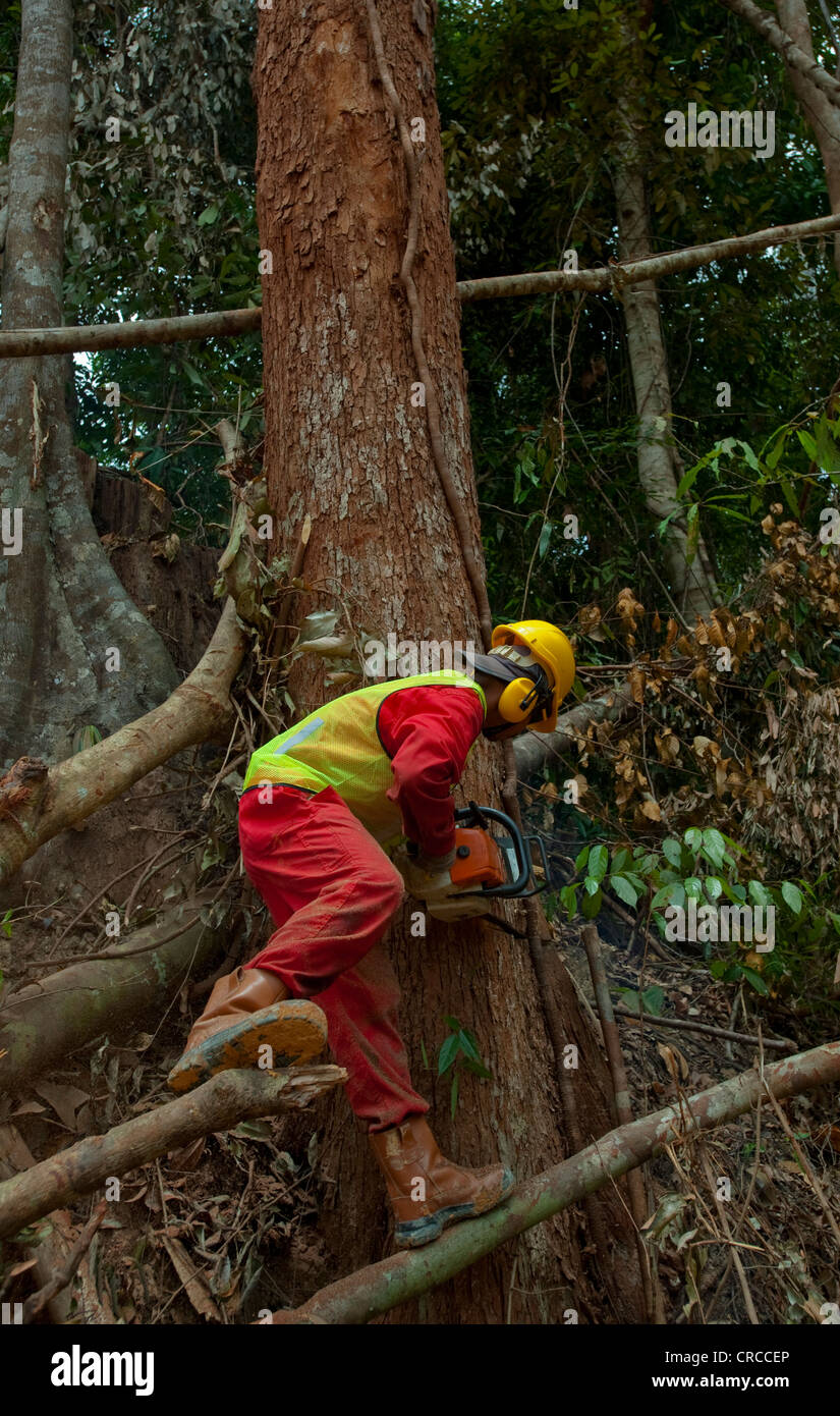 Deforestation environment hi-res stock photography and images - Alamy