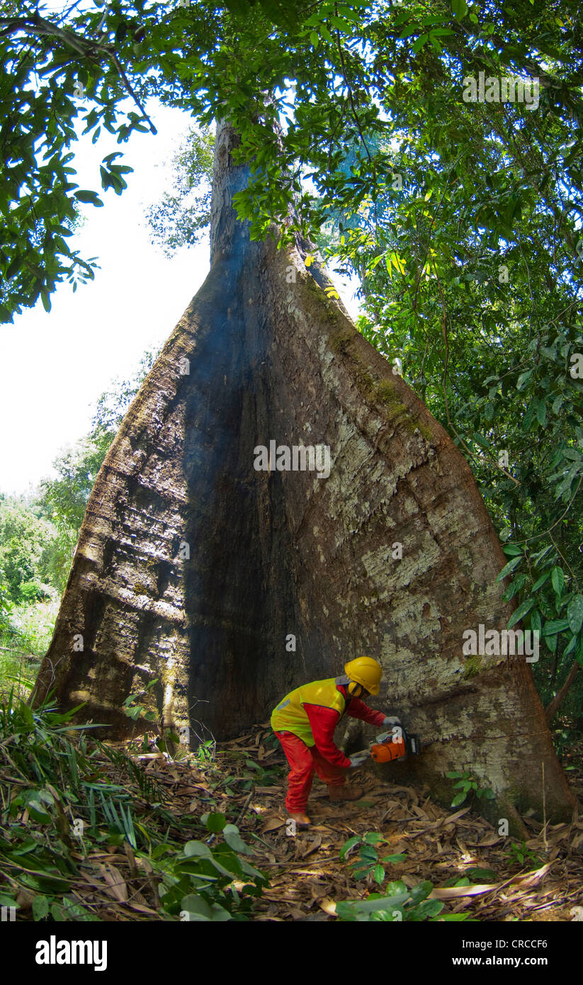 Deforestation of rainforest, South East Asia Stock Photo - Alamy