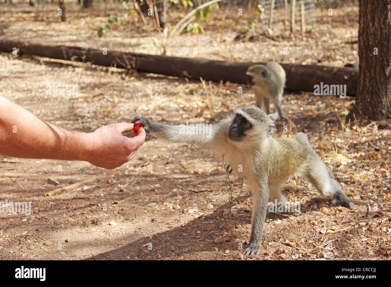 Human feeding monkey Stock Photo - Alamy