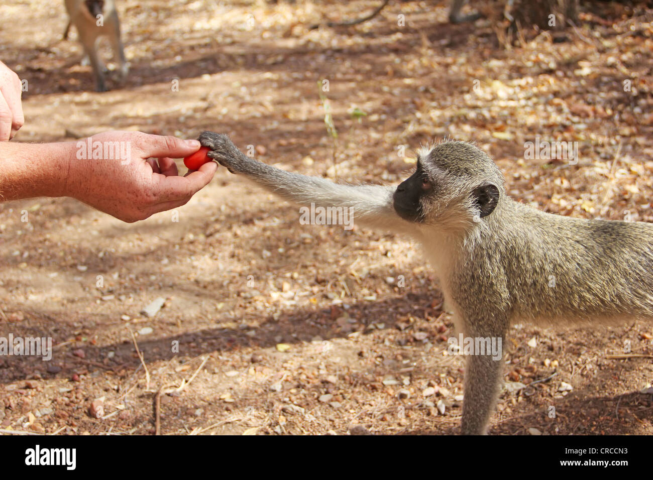 Human feeding monkey Stock Photo - Alamy