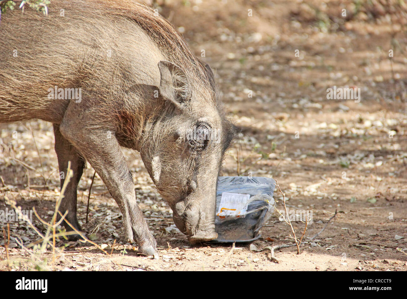 Warthog feeding on human litter Stock Photo - Alamy