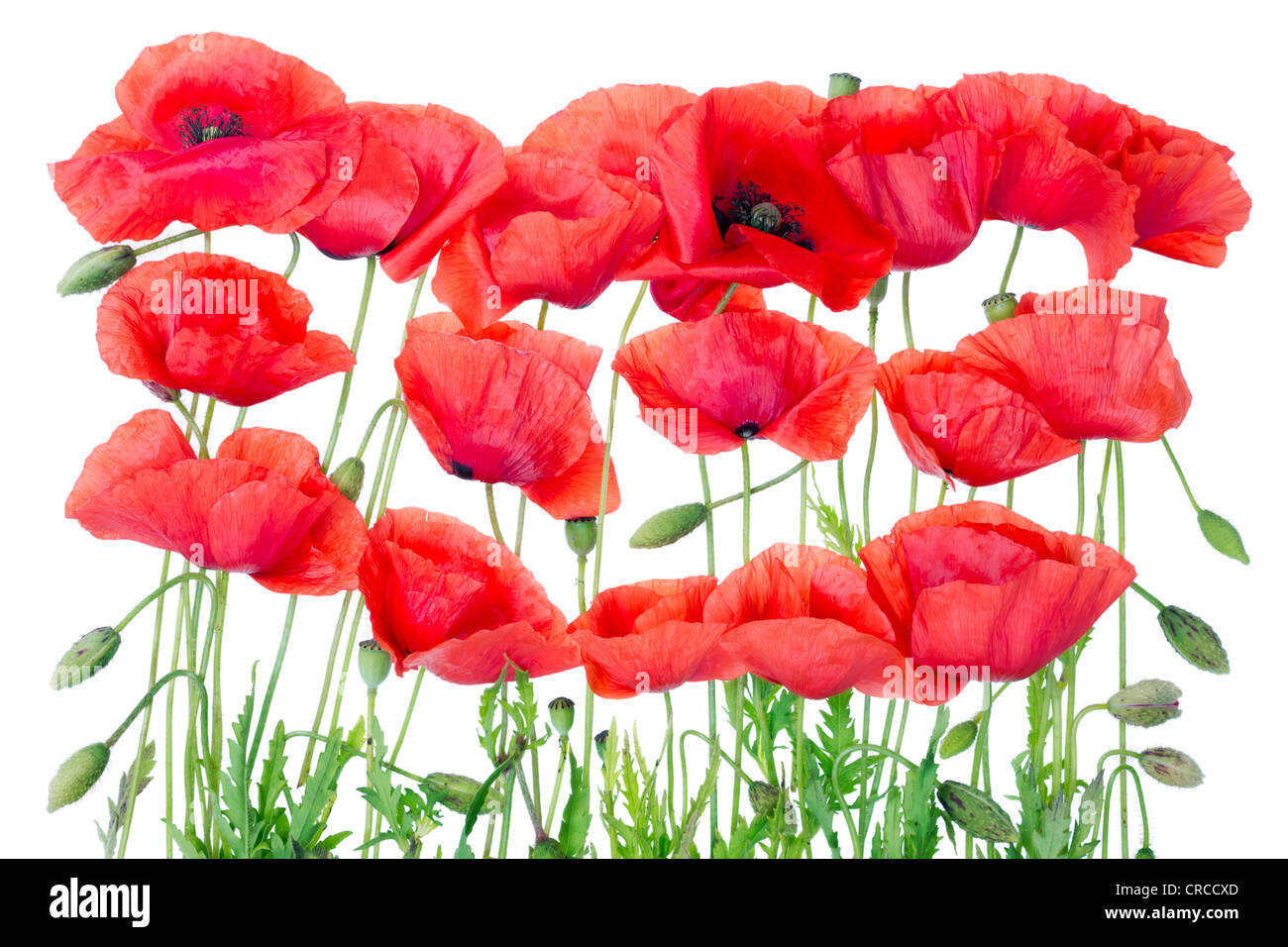 Red wild field poppies floral border isolated Stock Photo - Alamy