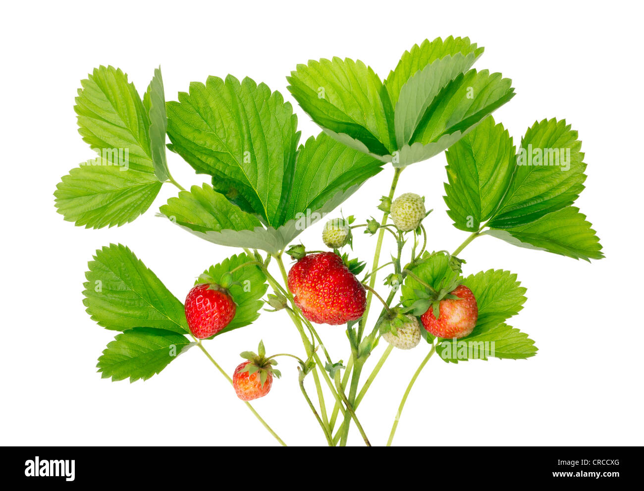 bush of ripe and unripe red garden victoria strawberries fruit berries ...