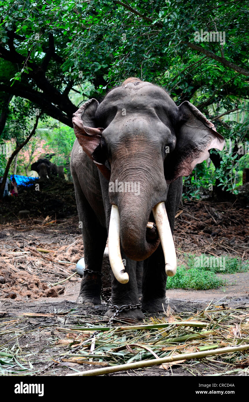 Tamed elephant hi-res stock photography and images - Alamy