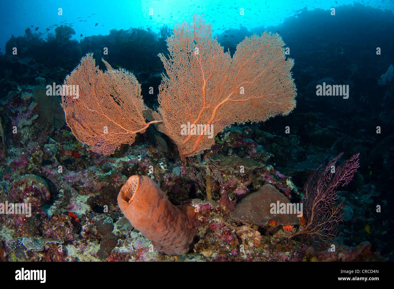 Orange sea fan and sponge, Wakatobi, Sulawesi Tenggara, Indonesia Stock ...