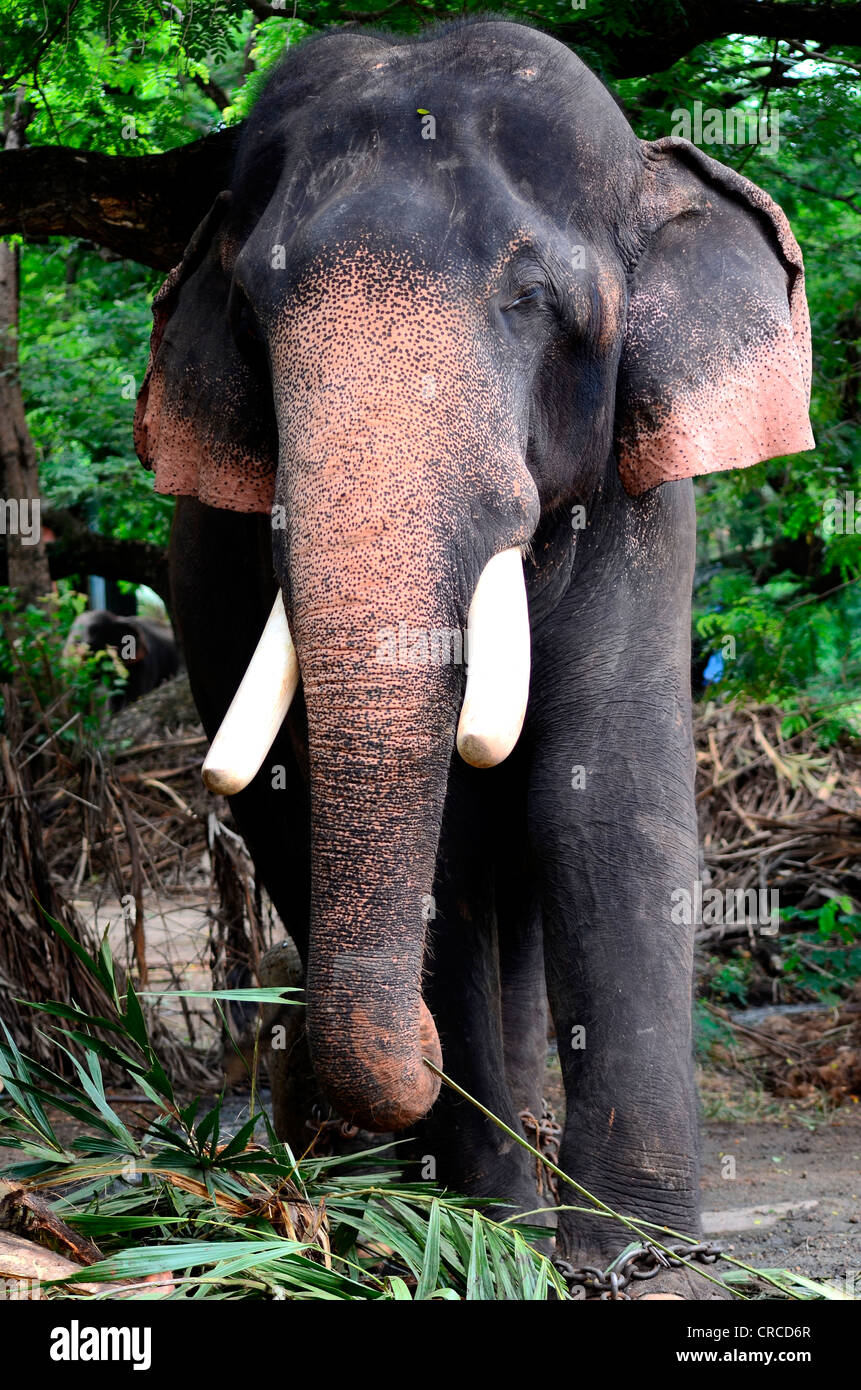 Tamed elephant hi-res stock photography and images - Alamy