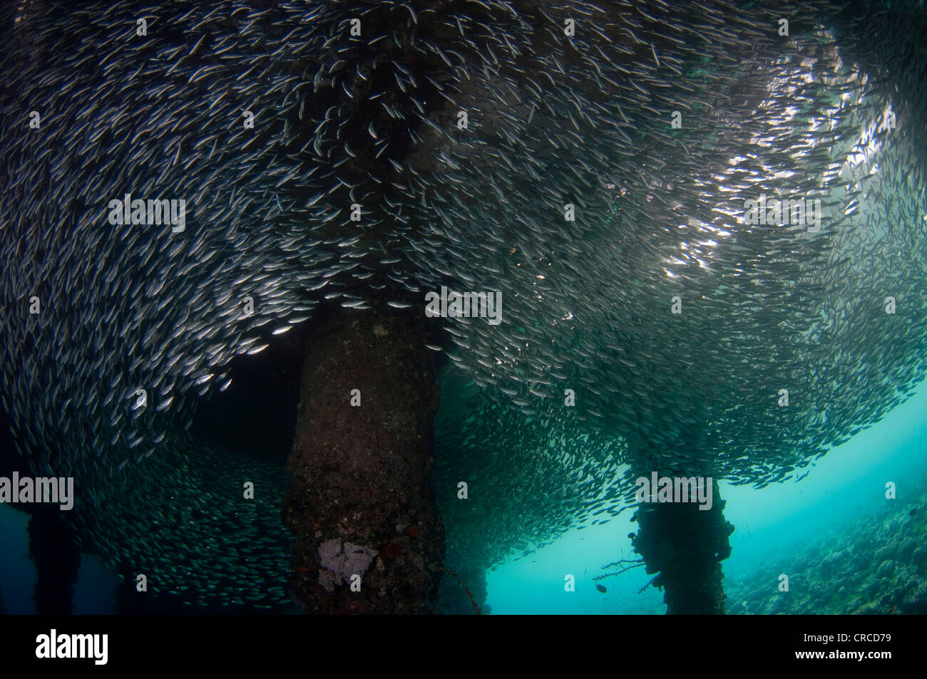 Silversides hi-res stock photography and images - Alamy