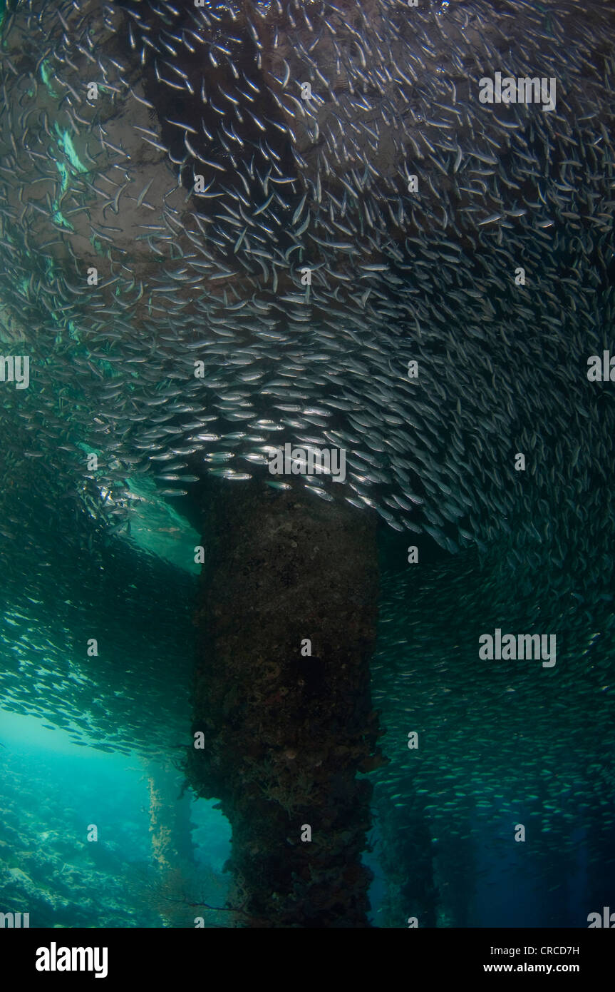 Schools of silversides, Atherinomorus sp, underneath legs of jetty ...
