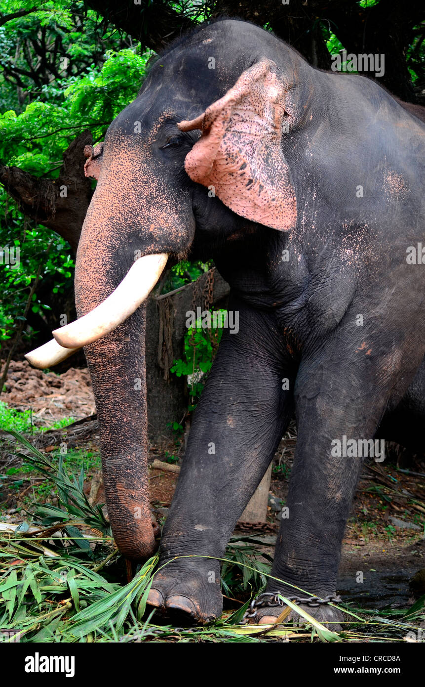 Tamed elephant hi-res stock photography and images - Alamy