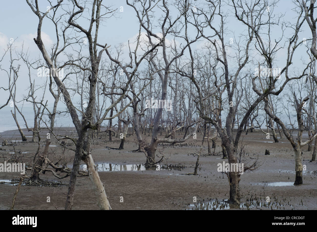 Dead mangrove forest Stock Photo - Alamy