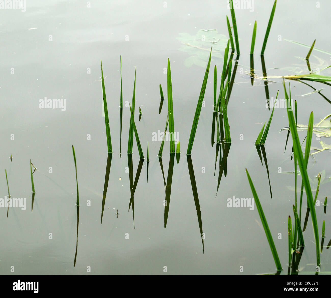 Riverbank green hi-res stock photography and images - Alamy