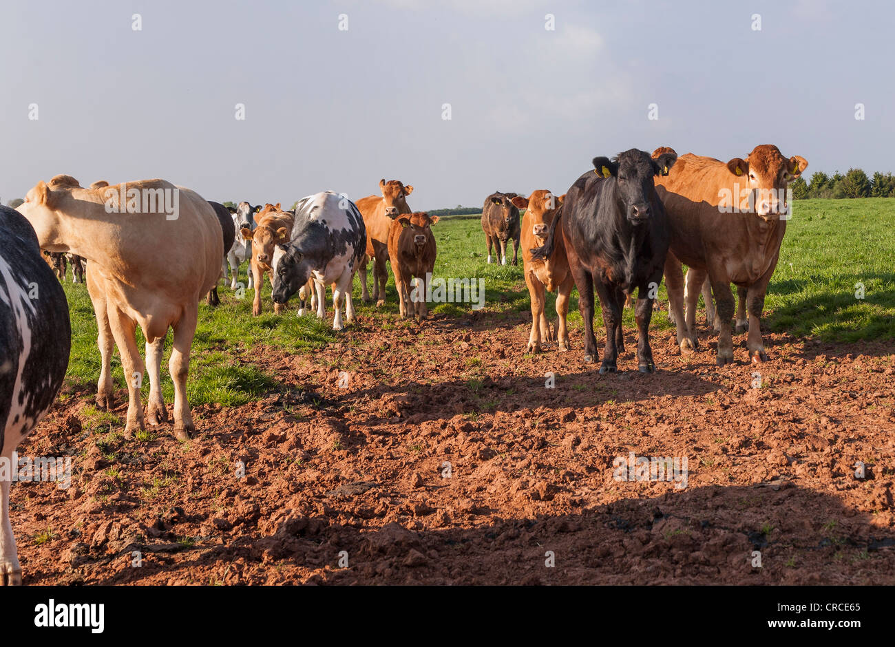 Herd of Limousin and Belgian Blue beef cows in field on farm in ...