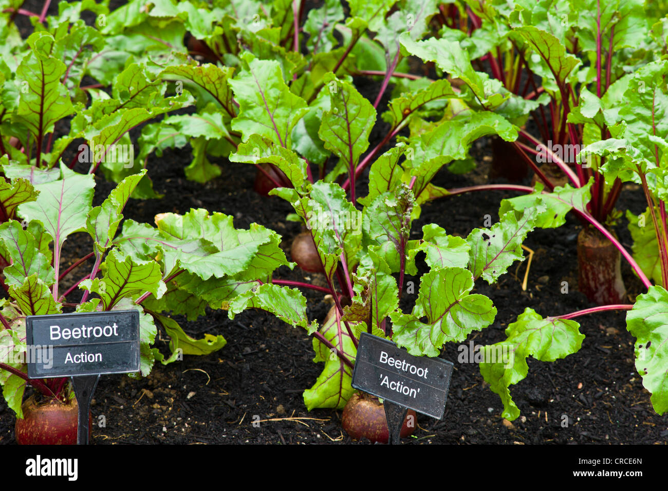 Beetroot action hi-res stock photography and images - Alamy