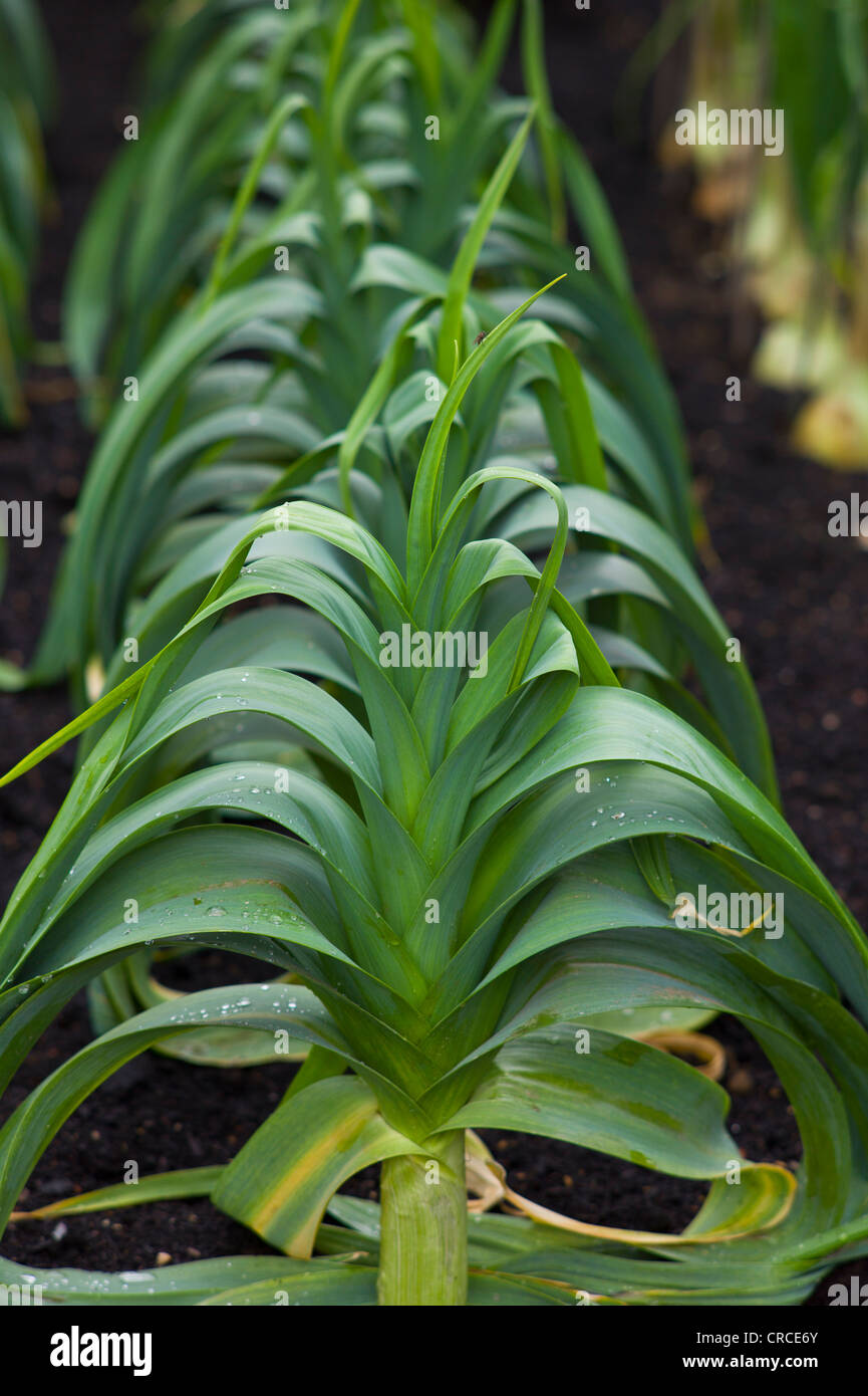 Show leeks hi-res stock photography and images - Alamy