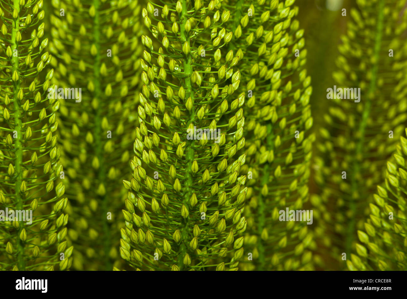 Foxtail lily hi-res stock photography and images - Alamy