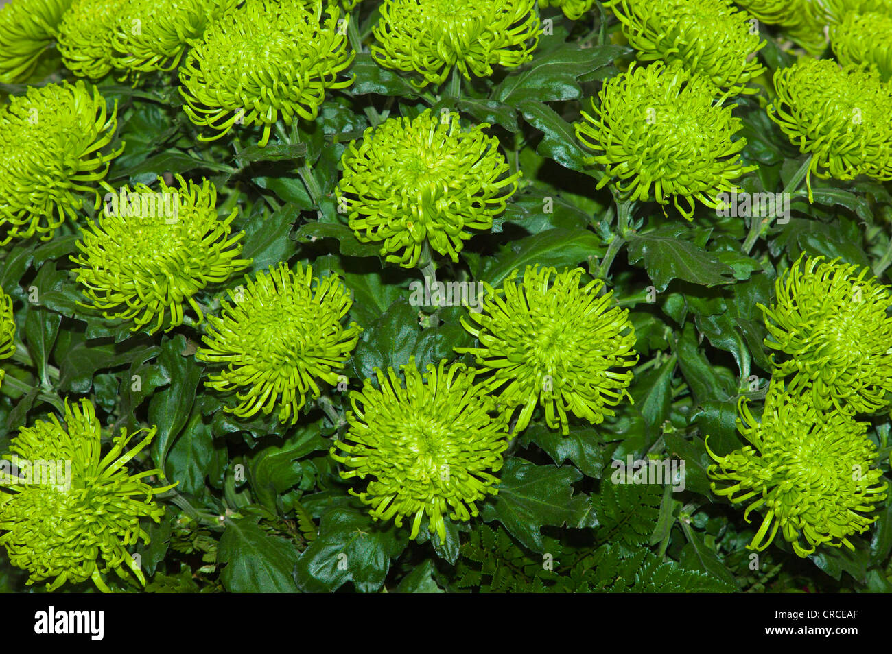 Yellow shamrock hi-res stock photography and images - Alamy