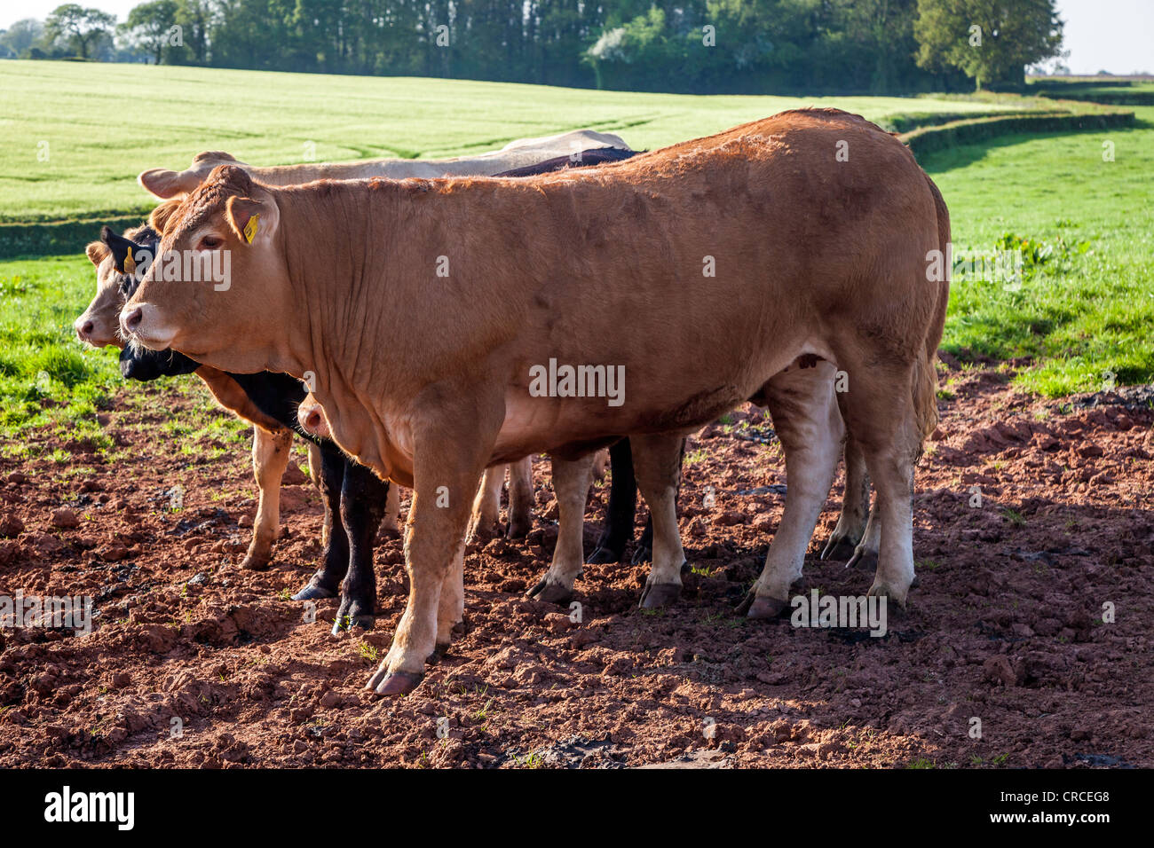 Limousin bull and cows in field on farm in Gloucestersire England UK ...