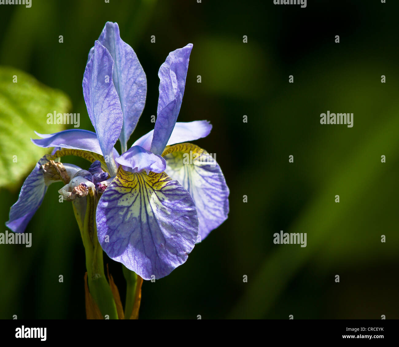 Single blue iris flower Stock Photo - Alamy